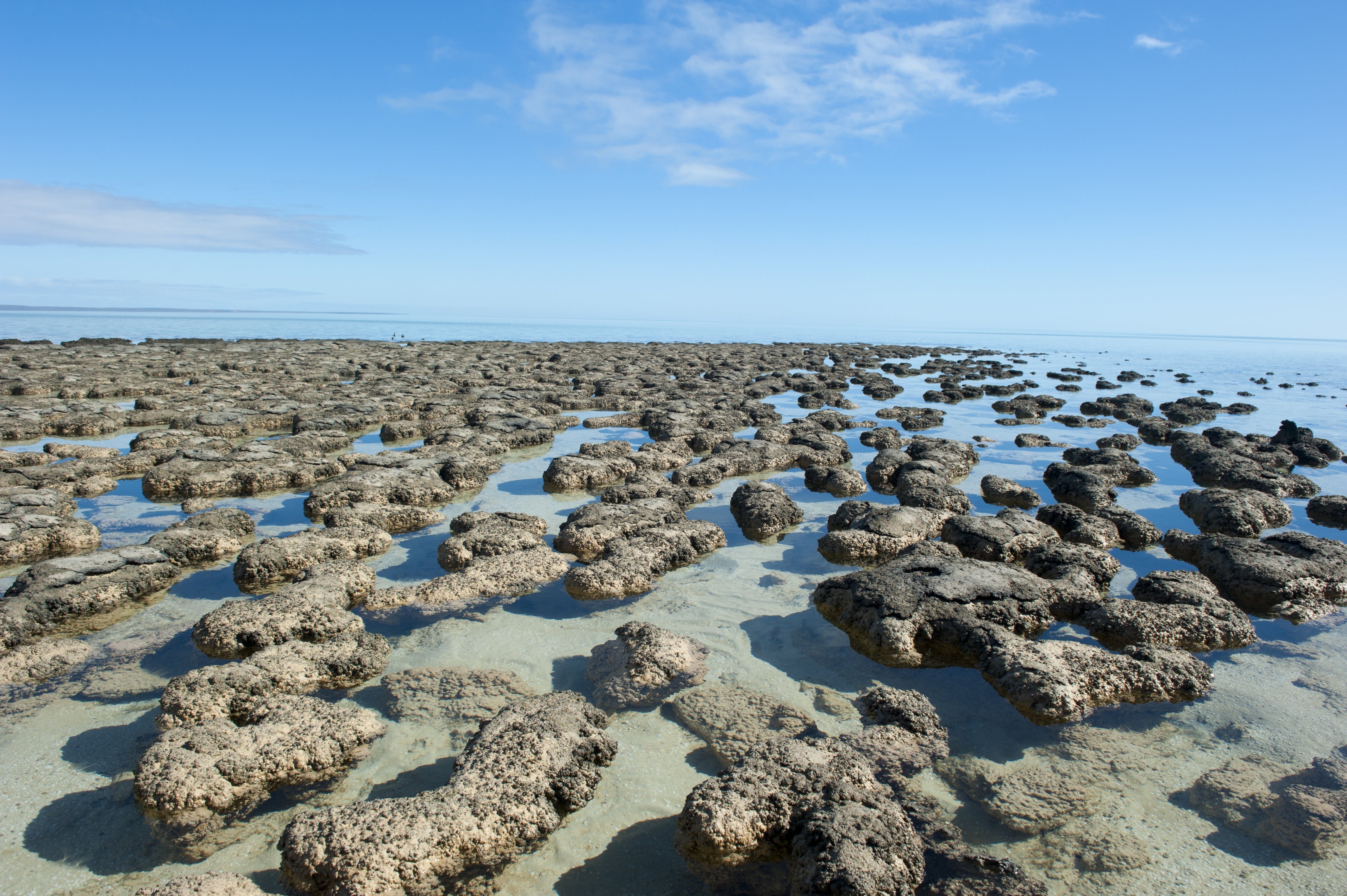 Biology Blog: Early life on Earth – Collins