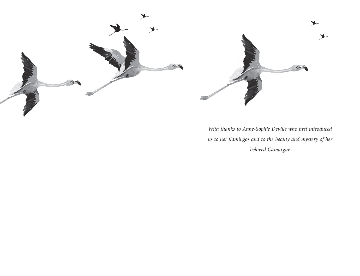 Flamingo Boy by Michael Morpurgo – Collins