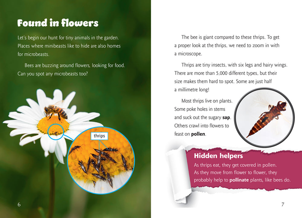 Fairy Wasps and Water Bears: Fluency 9 by Isabel Thomas – Collins