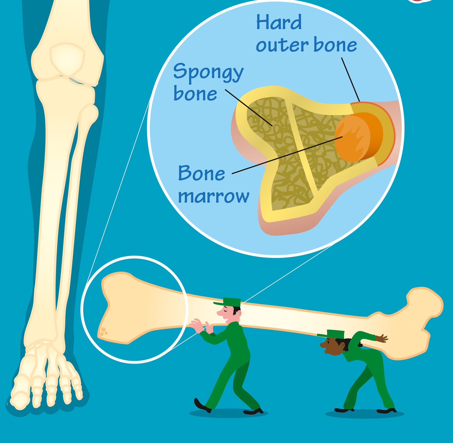 Human Body (Collins Childrenu2019s Poster)