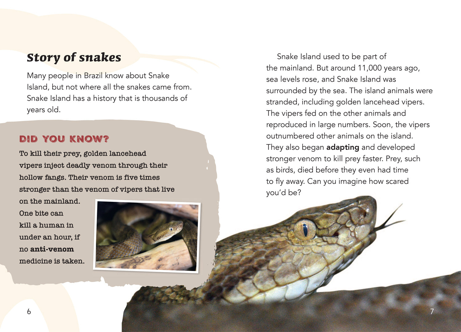 Animal takeover!: Fluency 9 by Ben Hubbard – Collins